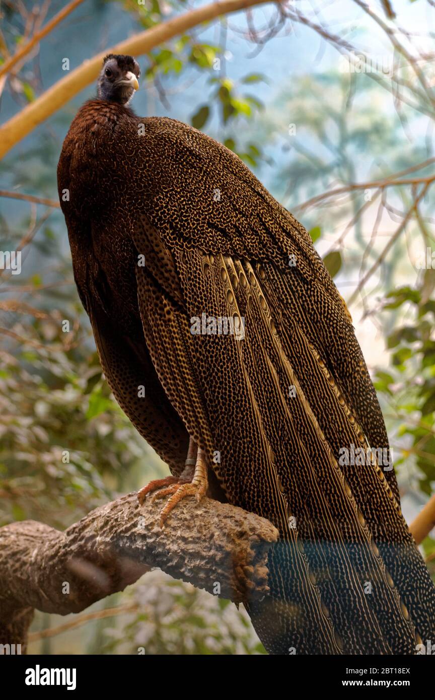 Argus pictures hi-res stock photography and images - Alamy