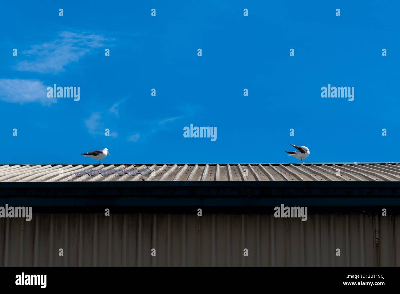 Logos of birds hi-res stock photography and images - Alamy