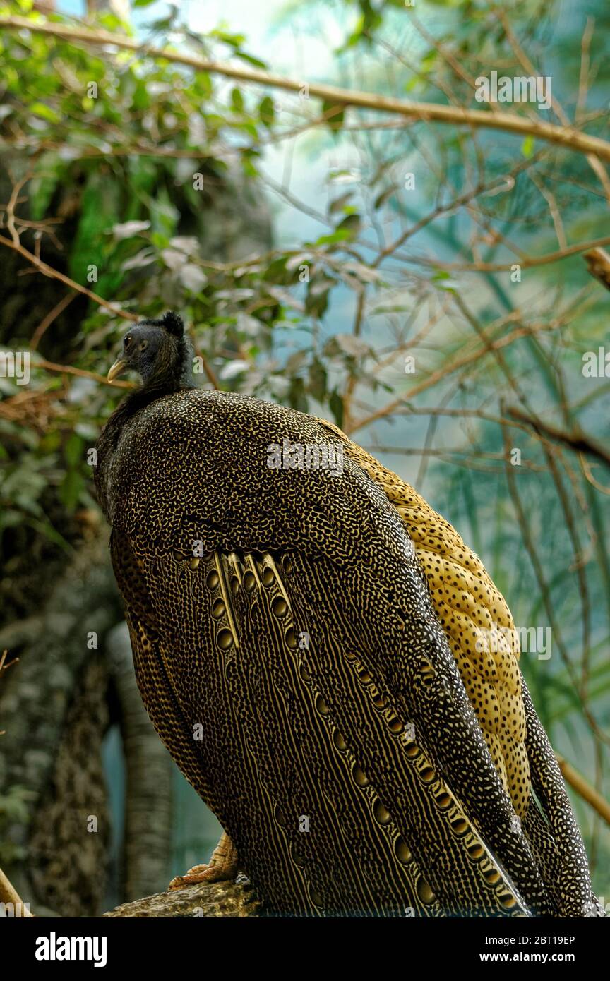 Argus pictures hi-res stock photography and images - Alamy