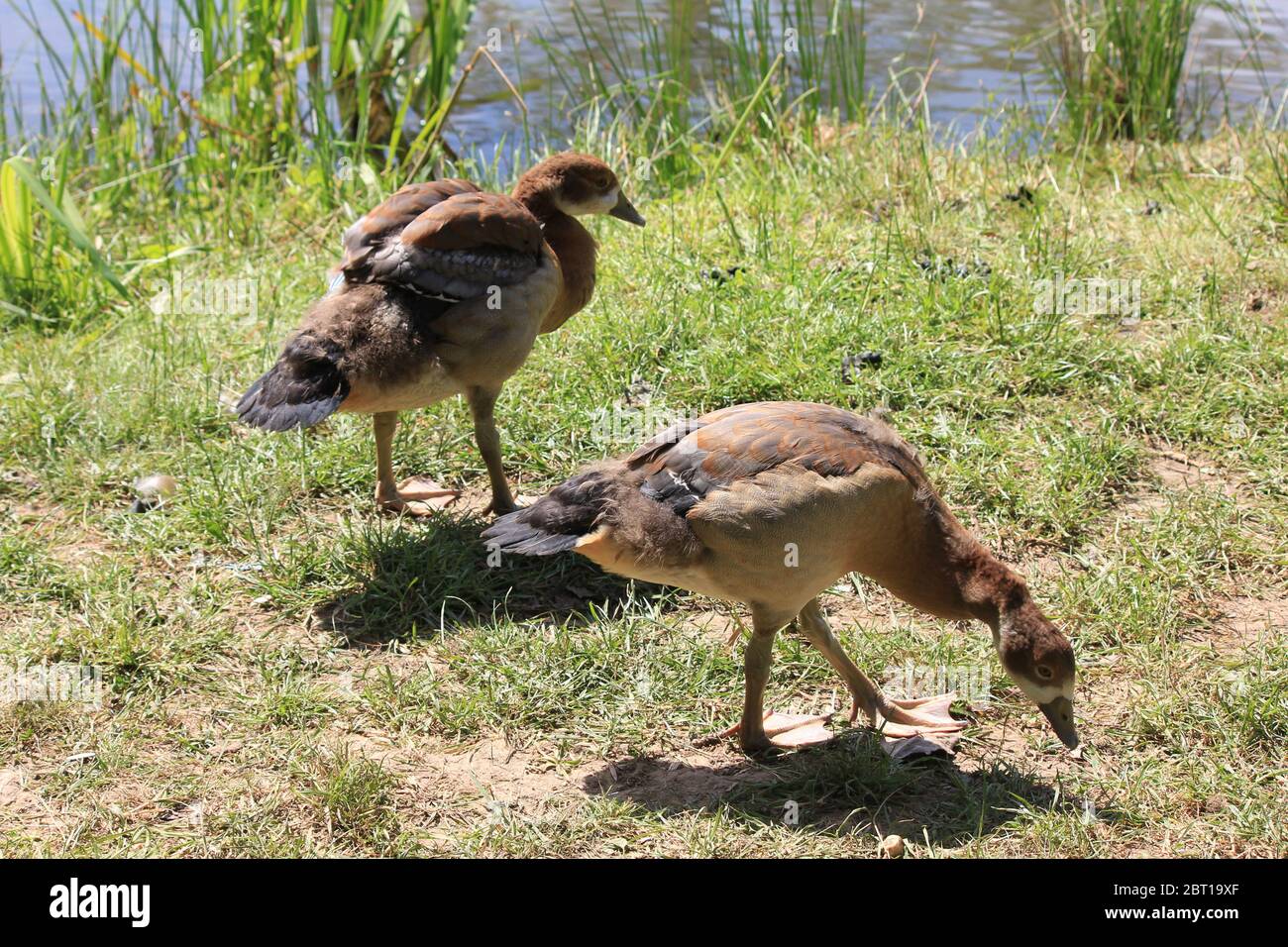Egyptian geese in the Netherlands Stock Photo - Alamy