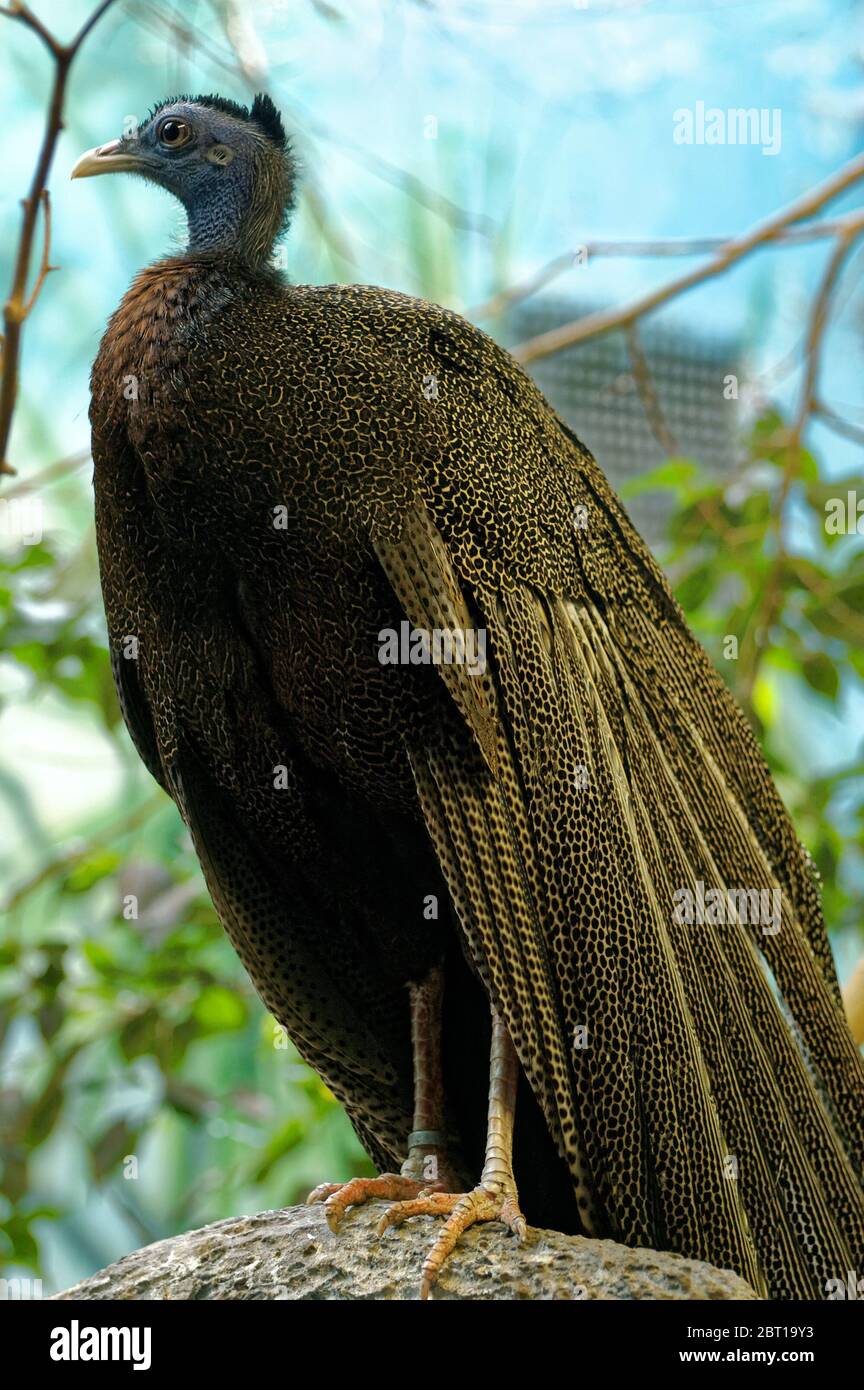 Argus pictures hi-res stock photography and images - Alamy