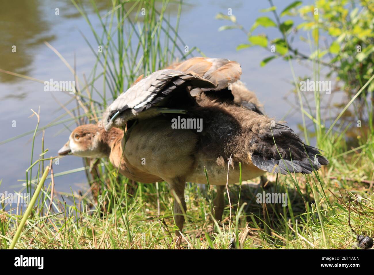 Egyptian geese in the Netherlands Stock Photo - Alamy