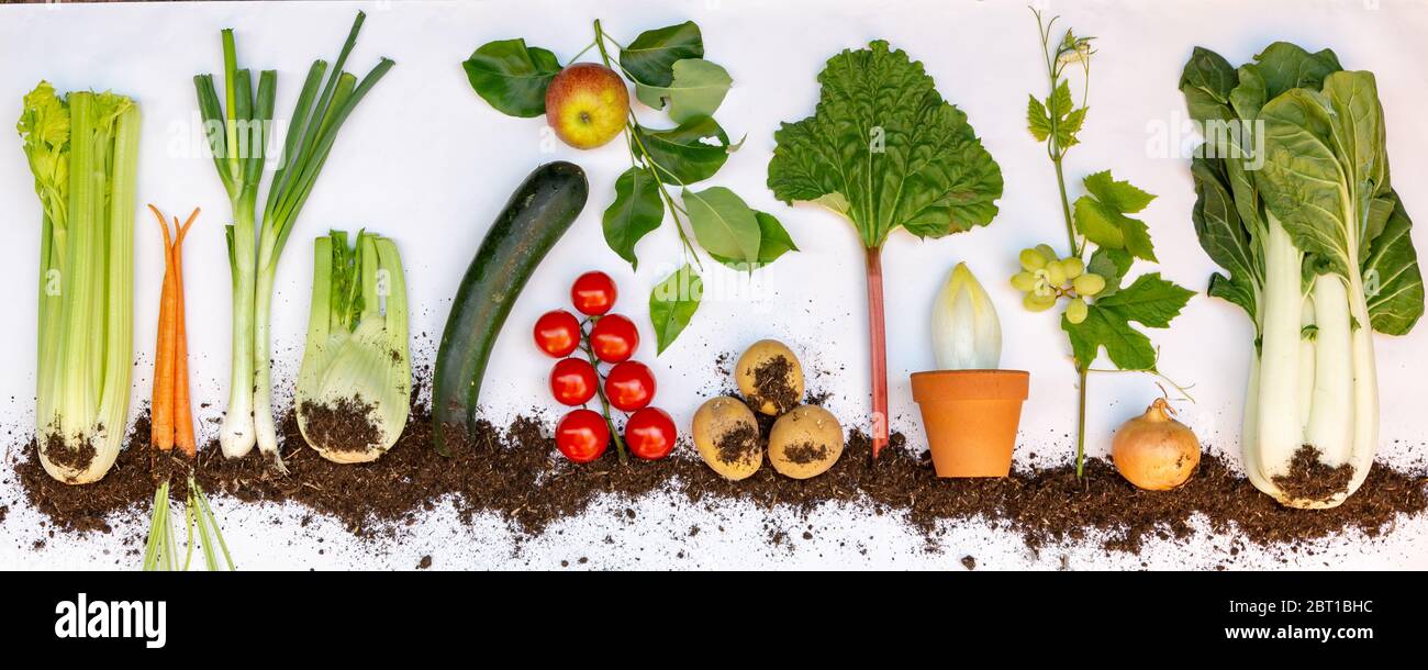 Soil food web hi-res stock photography and images - Alamy