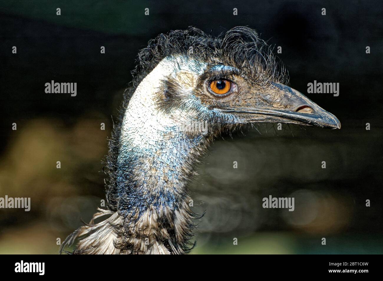 Pictures of australian animals hi-res stock photography and images - Alamy