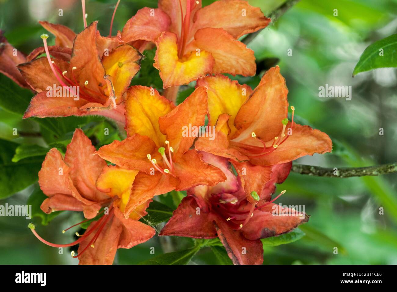 Orange azaleas hi-res stock photography and images - Alamy