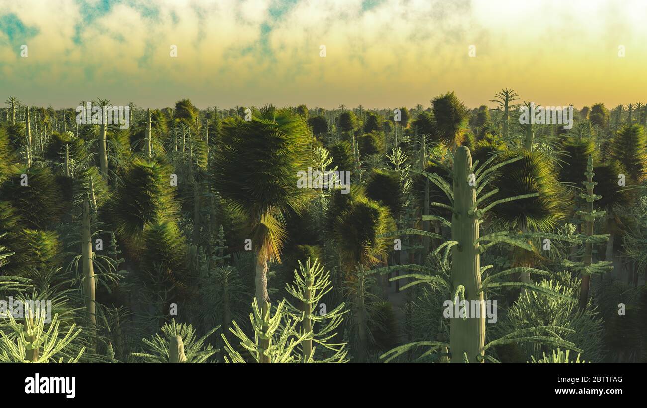 Big tall tree rainforest hi-res stock photography and images - Alamy