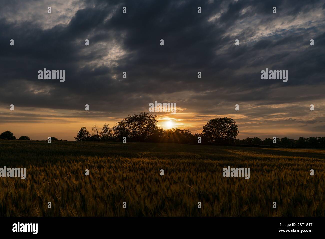 Golden sunset with sun rays from a dramatic sky over bushes on the edge ...