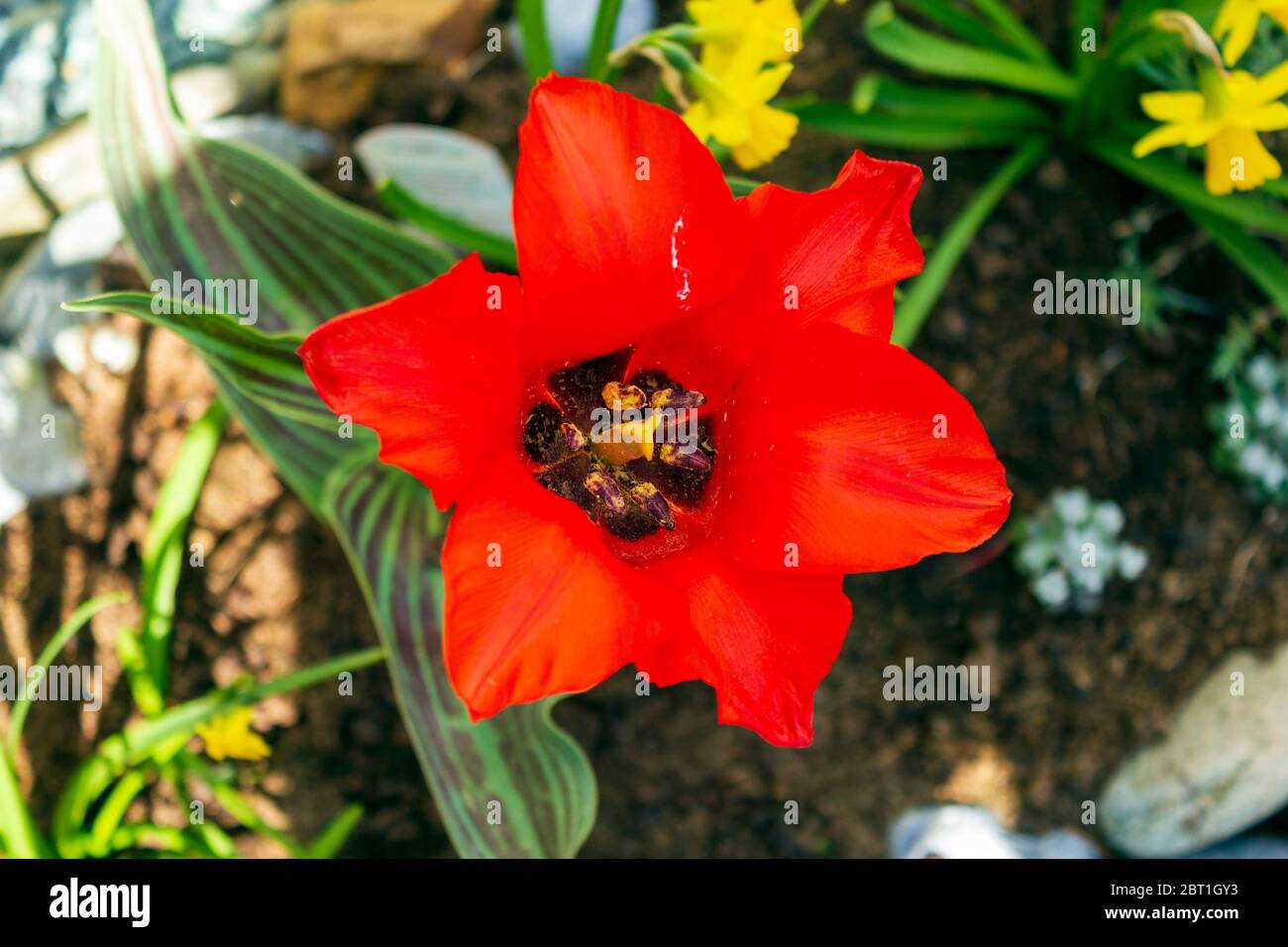 Beautiful red dwarf tulip blooming in the rockery garden Stock Photo ...