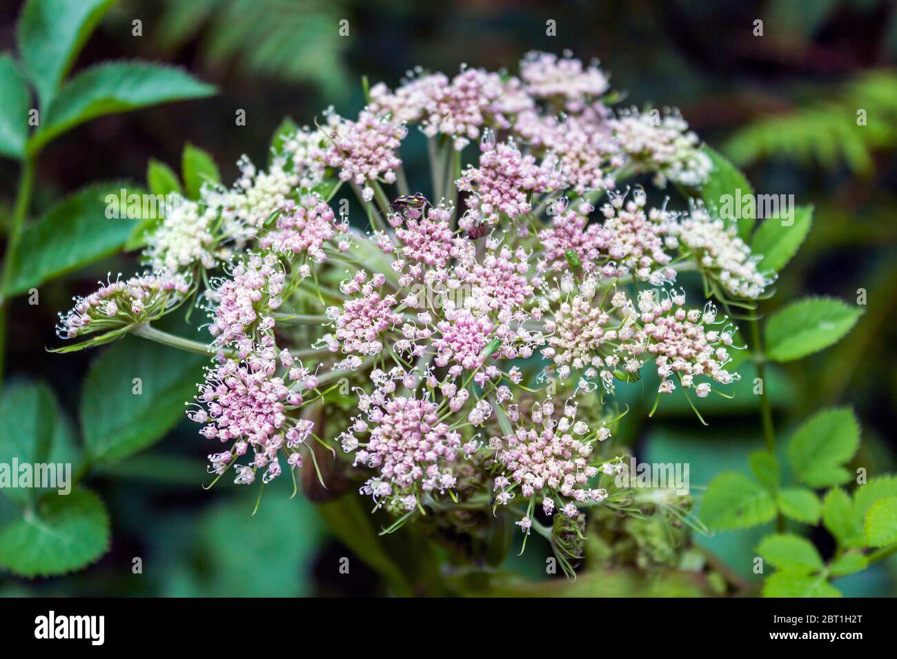 The dense canopy of a wild plant Stock Photo - Alamy