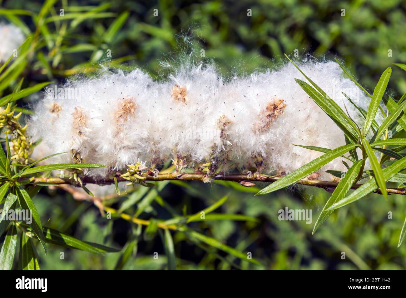White fluff on the willow twig Stock Photo - Alamy
