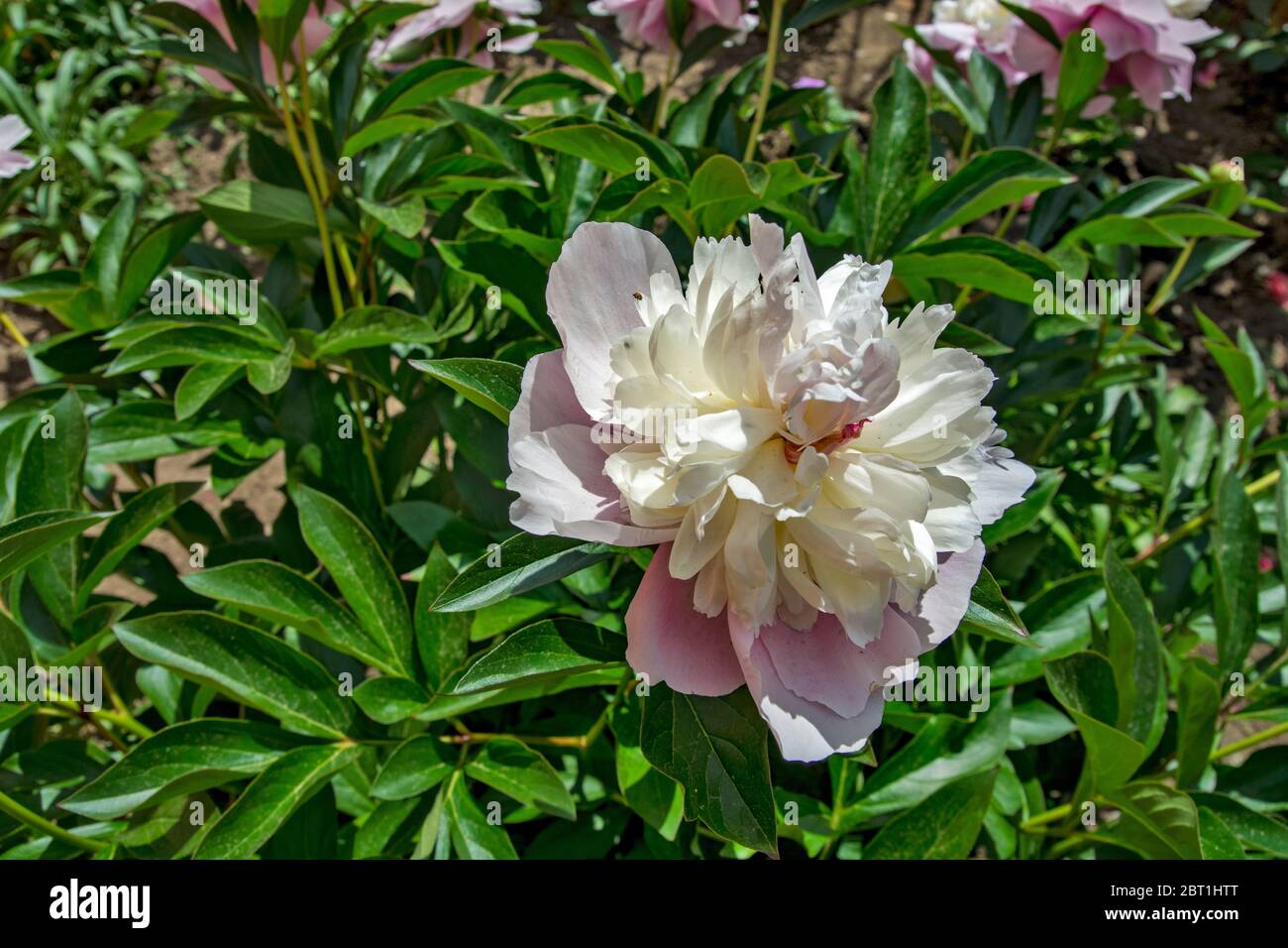 Beautiful single pink peony flower in the spring sun Stock Photo - Alamy