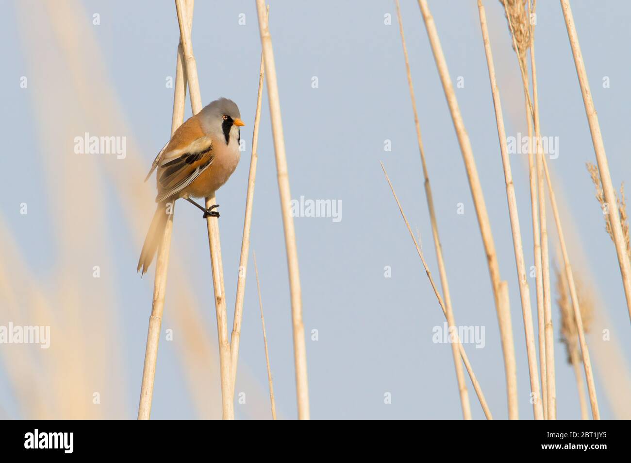 Male Bearded Tit, Panurus Biarmicus Looking Sideways Perched On A Reed ...