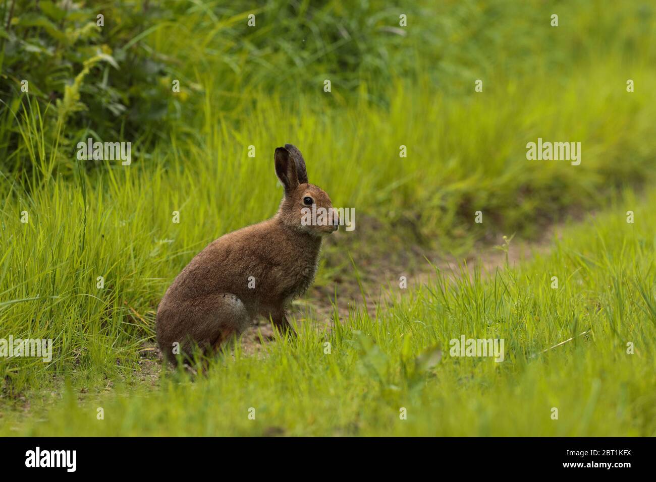Photographing Hares High Resolution Stock Photography and Images - Alamy