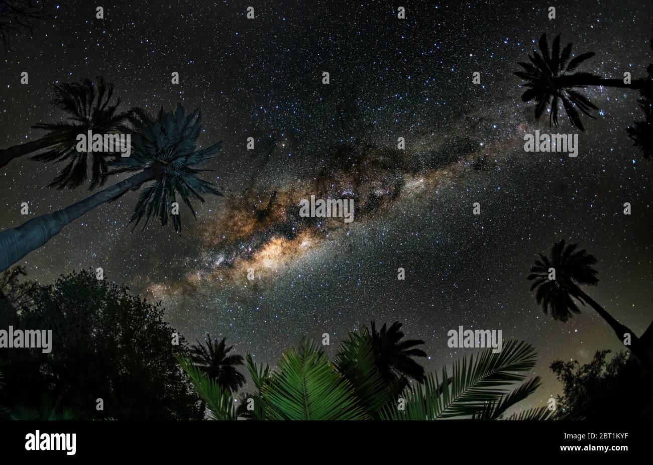 Spiral palm tree hi-res stock photography and images - Alamy