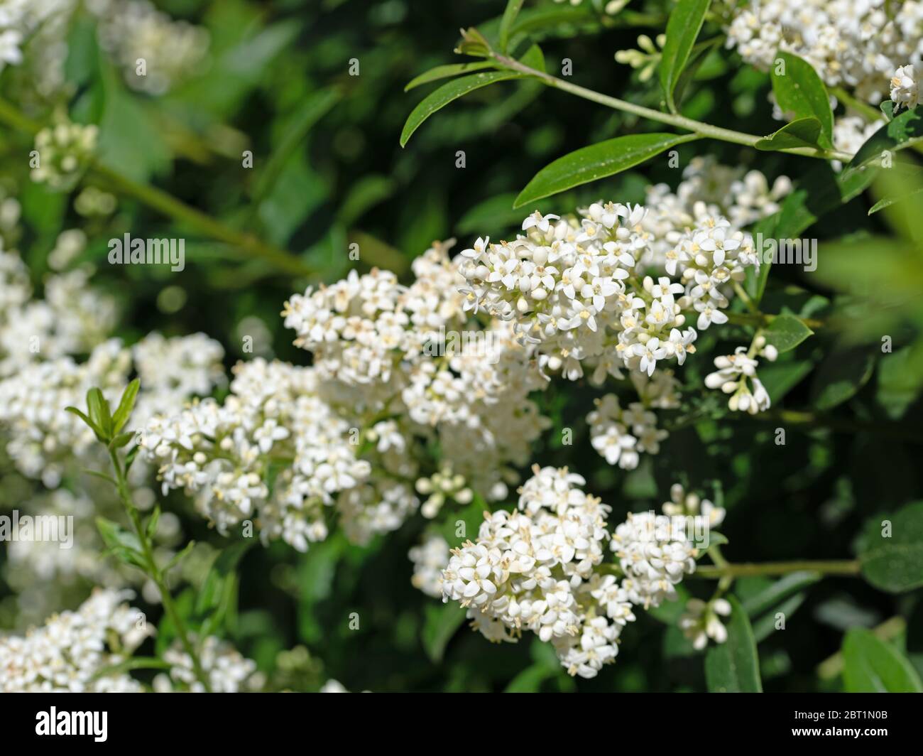 Flowering privet, Ligustrum, in early summer Stock Photo - Alamy
