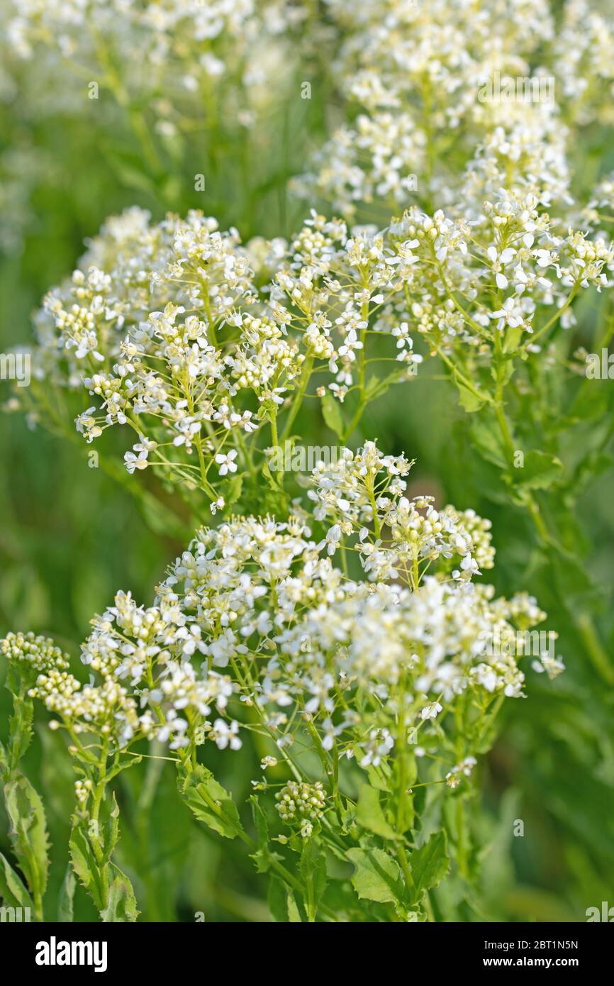Flowering arrow cress, Lepidium draba, in spring Stock Photo - Alamy