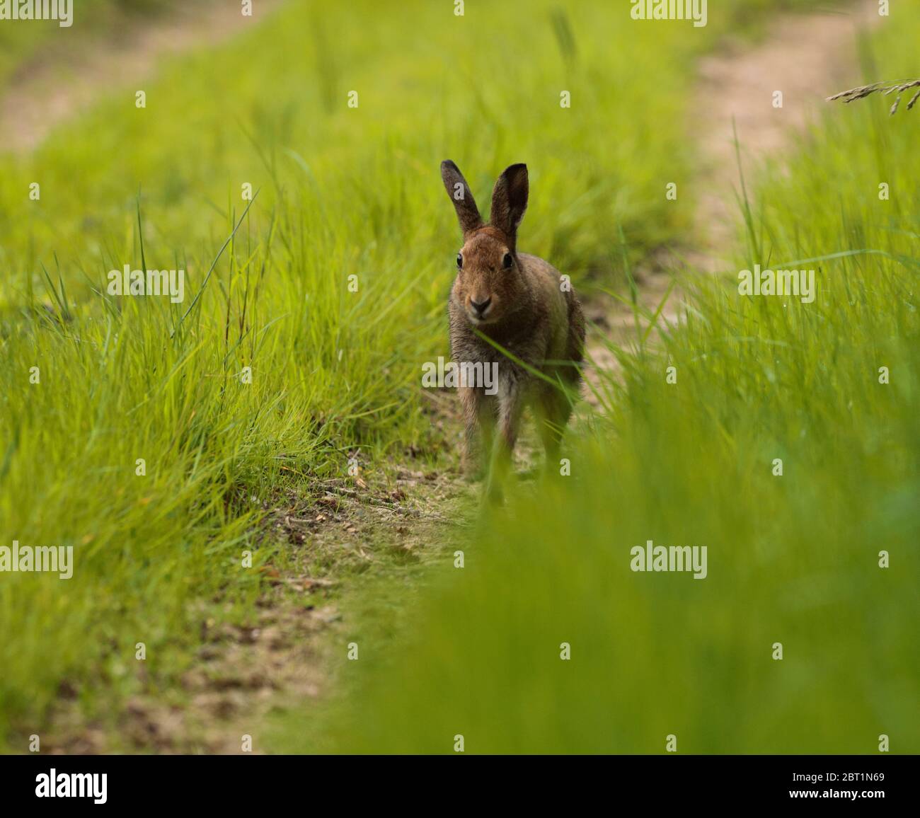 Photographing Hares High Resolution Stock Photography and Images - Alamy