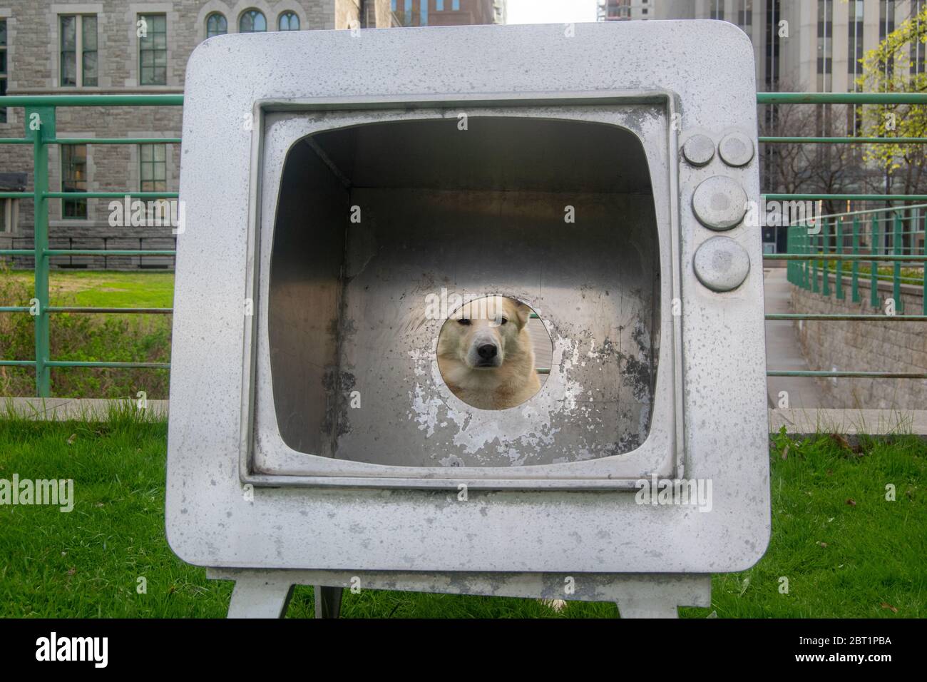 dog sitting behind television set Stock Photo - Alamy