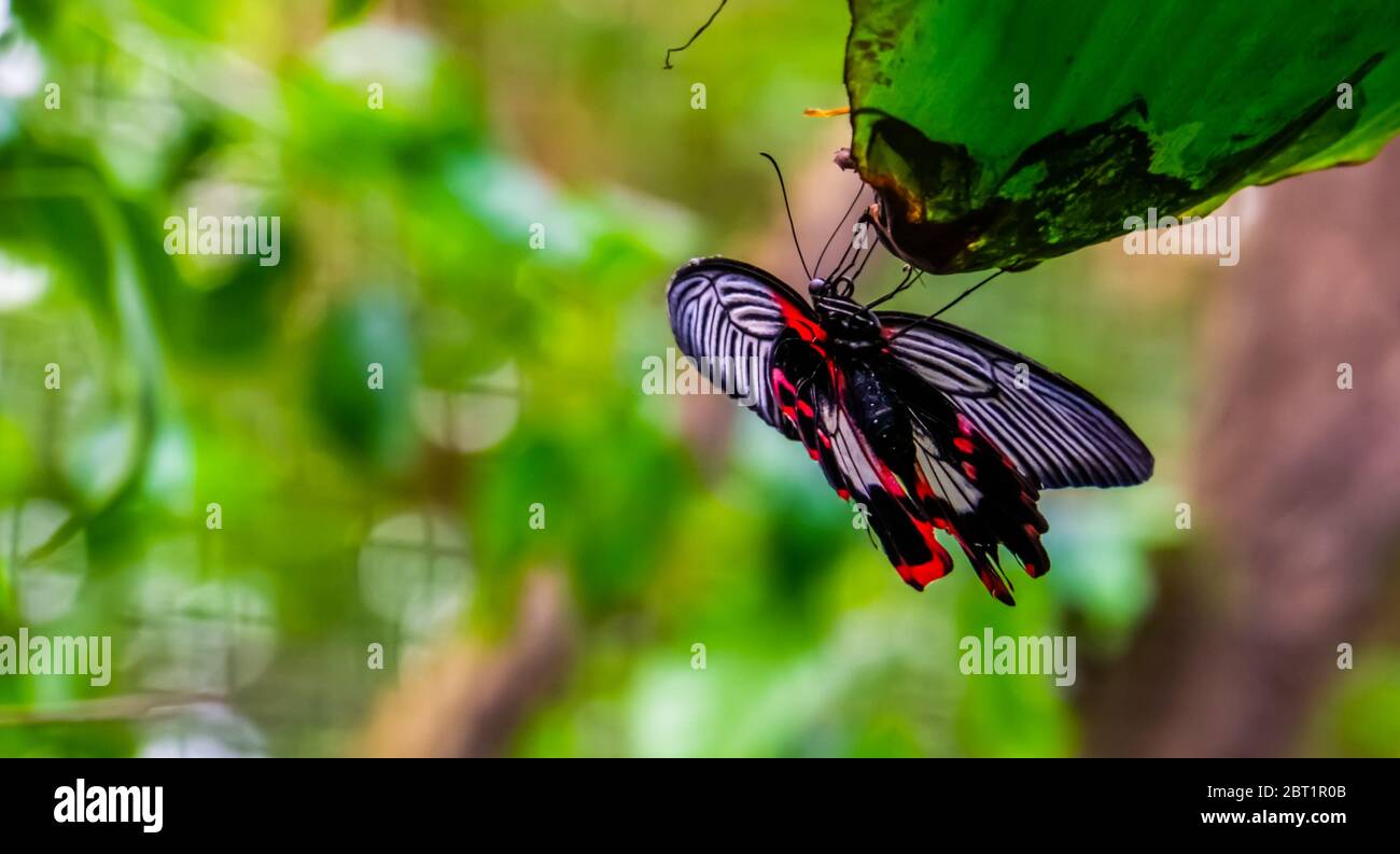 Ventral view of a common mormon butterfly, colorful tropical insect ...