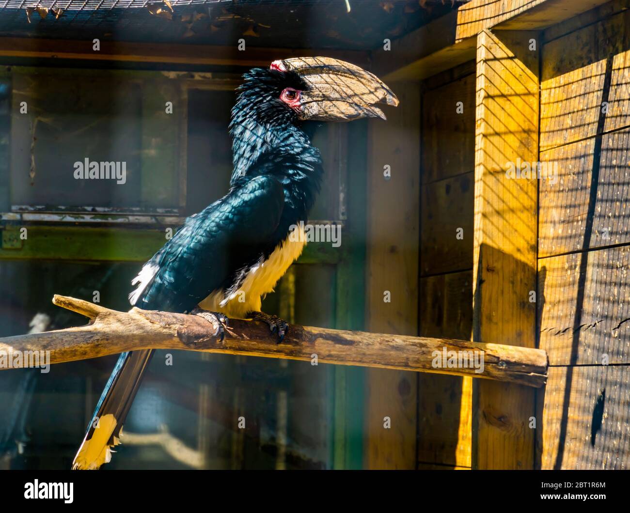 portrait of a trumpeter hornbill bird in the aviary, tropical animal ...
