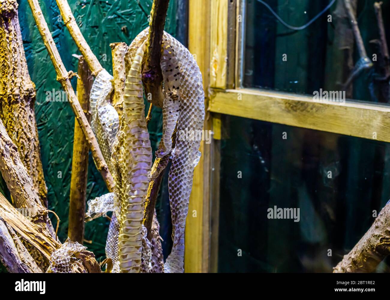 Shed snake skin hi-res stock photography and images - Alamy