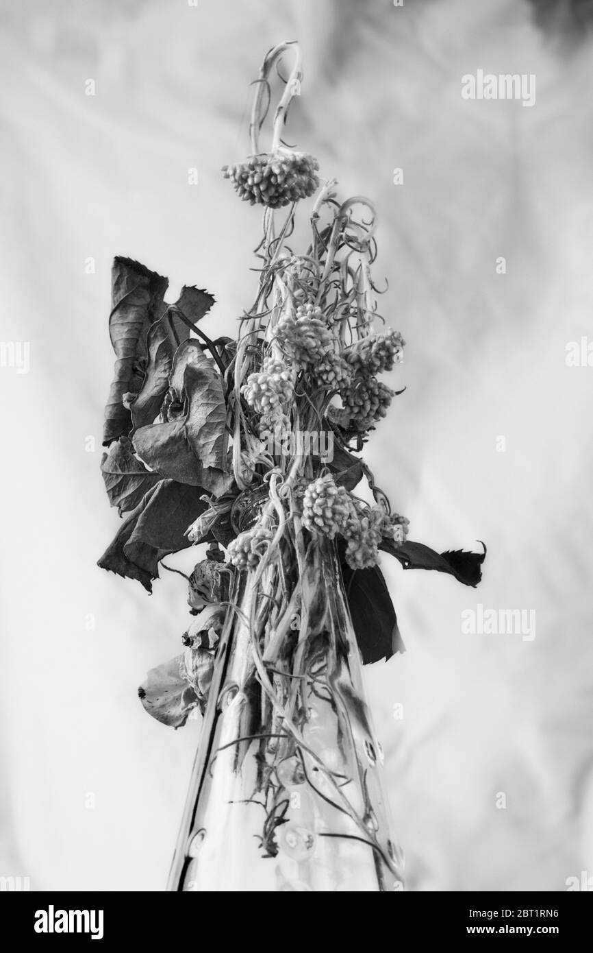Dying roses vase Black and White Stock Photos & Images - Alamy