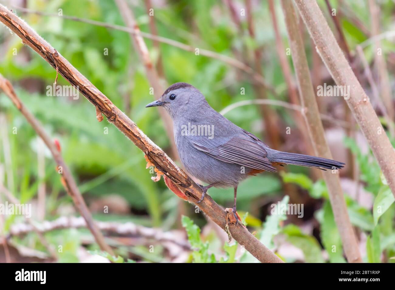 Female Catbird High Resolution Stock Photography and Images - Alamy