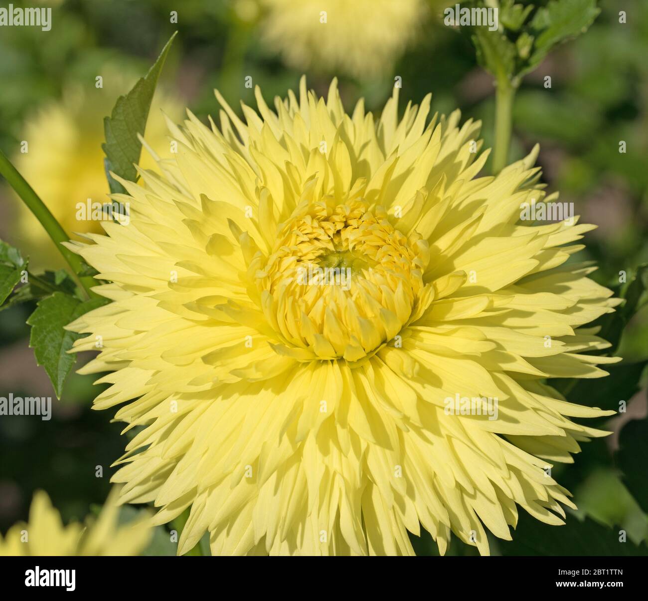Blooming dahlias in the garden Stock Photo - Alamy