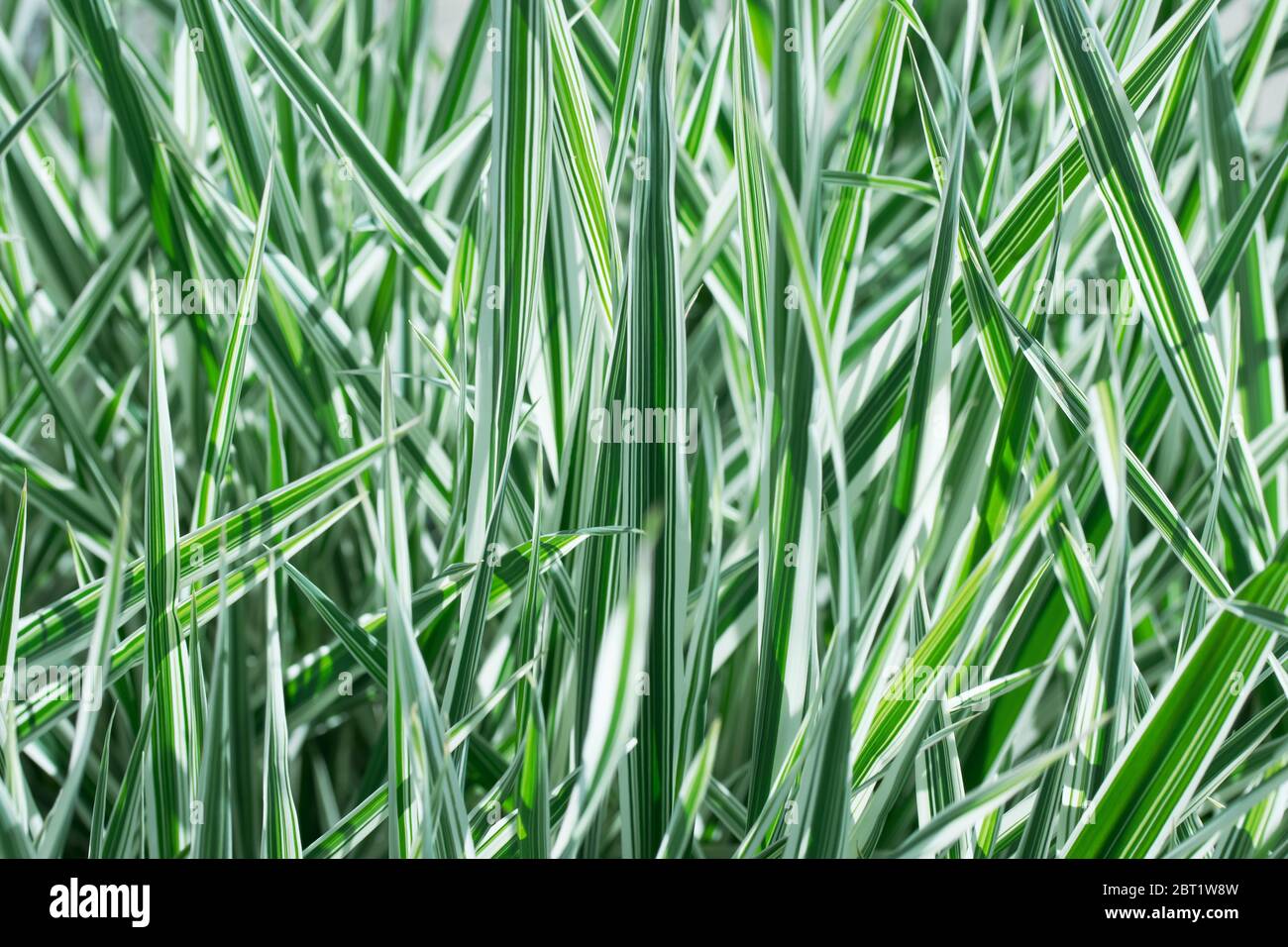 Green grass pattern. Leaf texture, background of a striped leaves ...