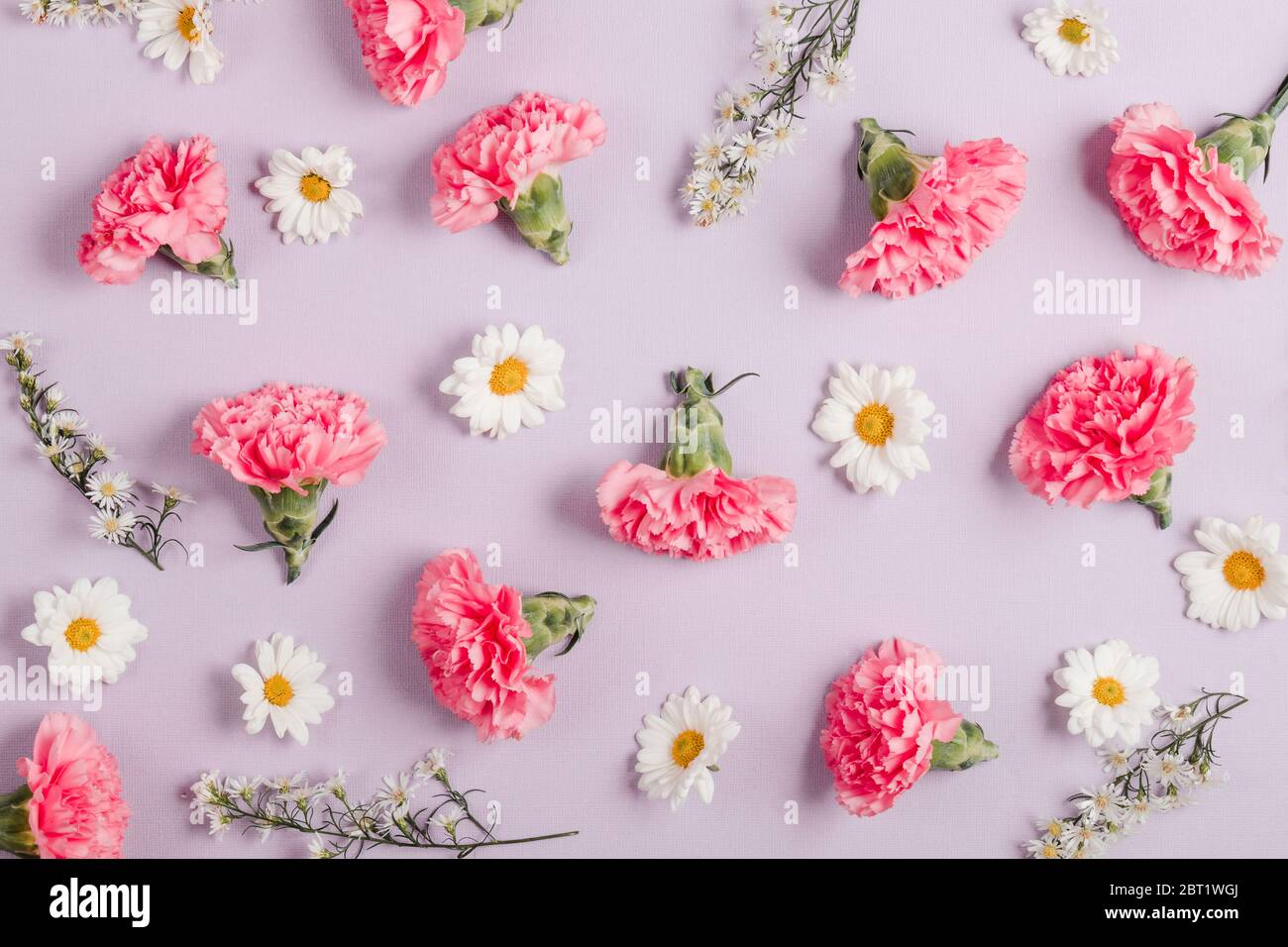 Border of pink carnation and daisy flowers in a lilac background Stock ...