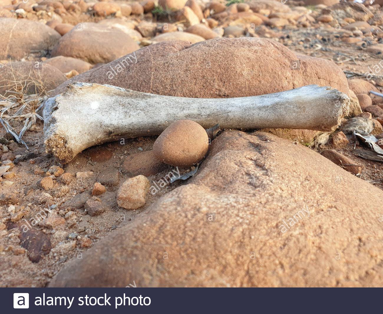 Human Bones Desert High Resolution Stock Photography and Images - Alamy