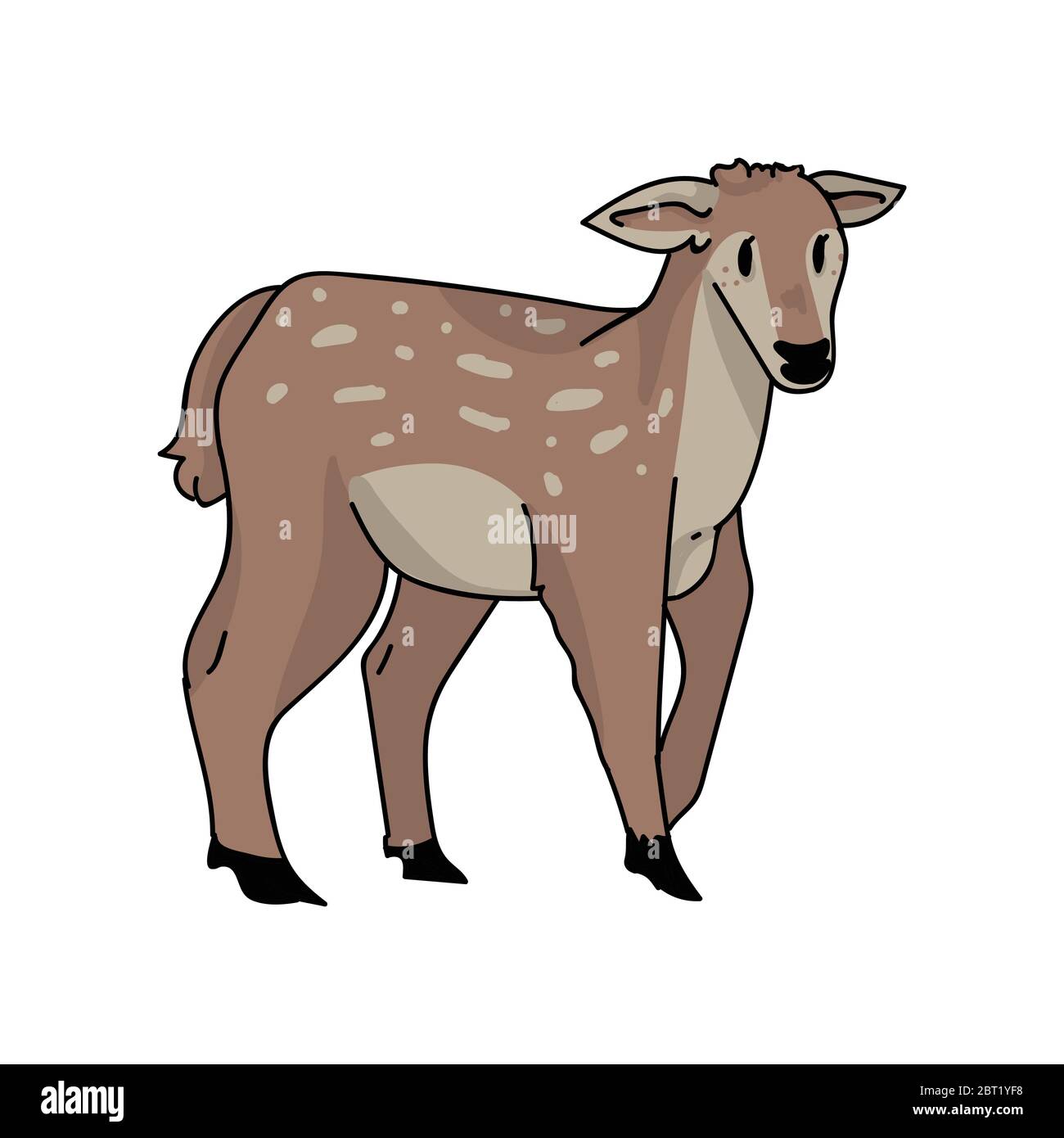 Doe Deer Drawing