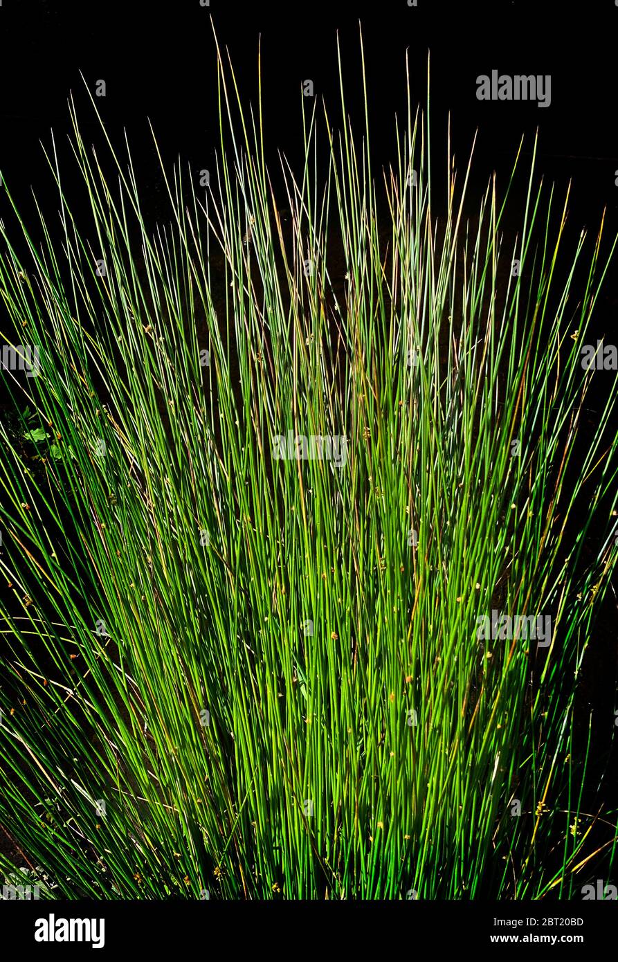 A tuft of rushes grass growing on the edge of a farm pool in ...