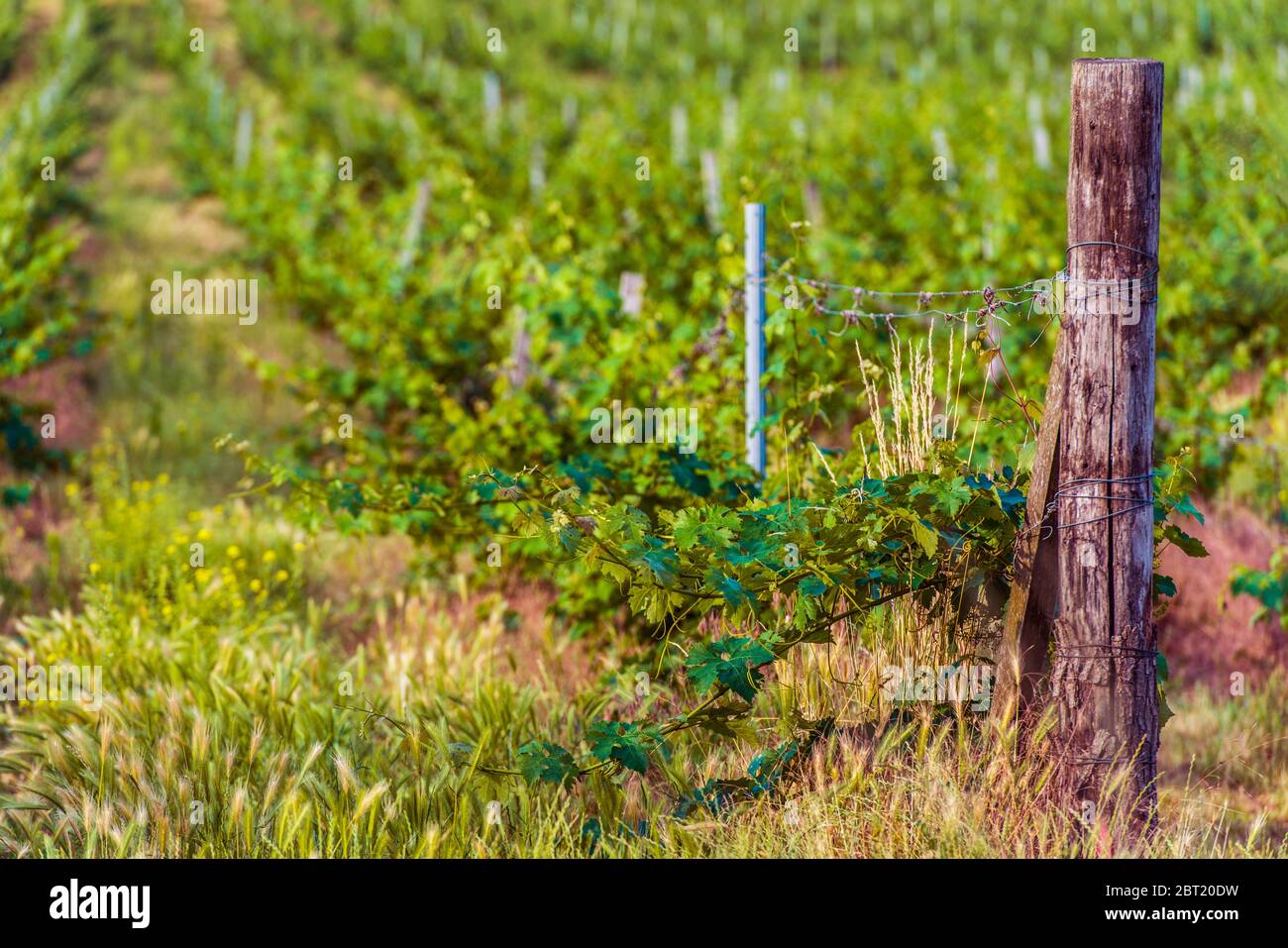 Vineyard Landscape With Wooden And Metal Posts In Ground Supporting ...