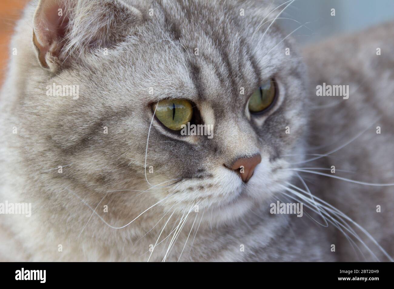 Scottish straight cat hi-res stock photography and images - Alamy