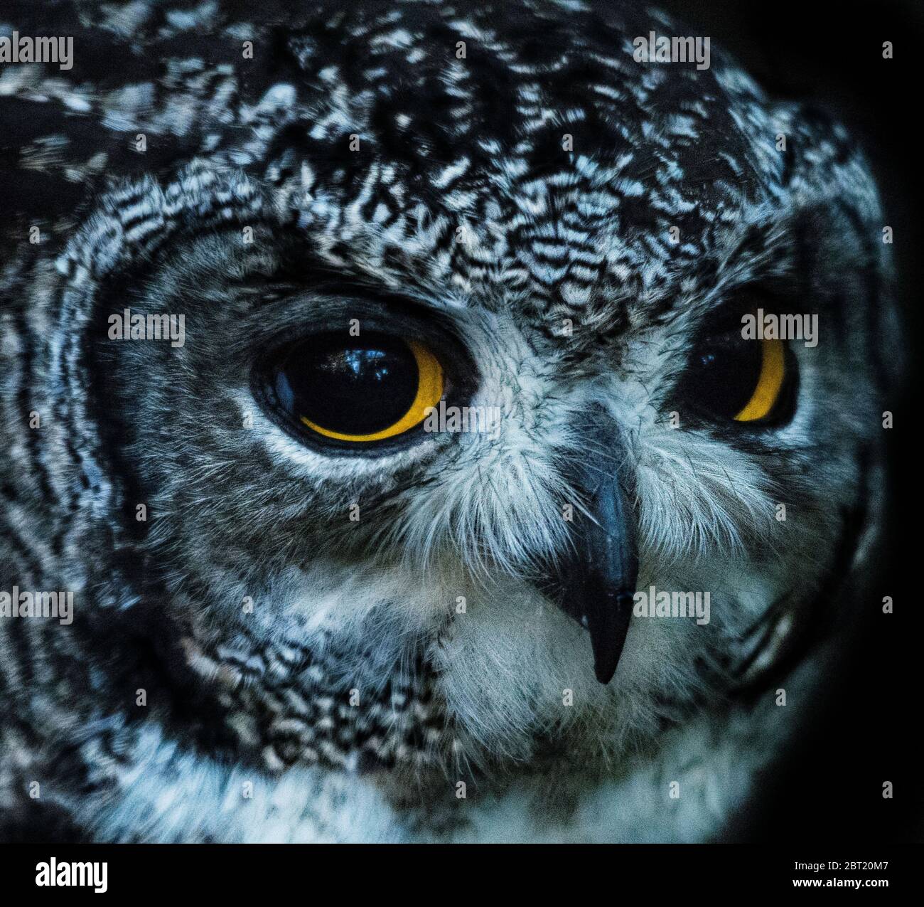 African prey animals hi-res stock photography and images - Alamy