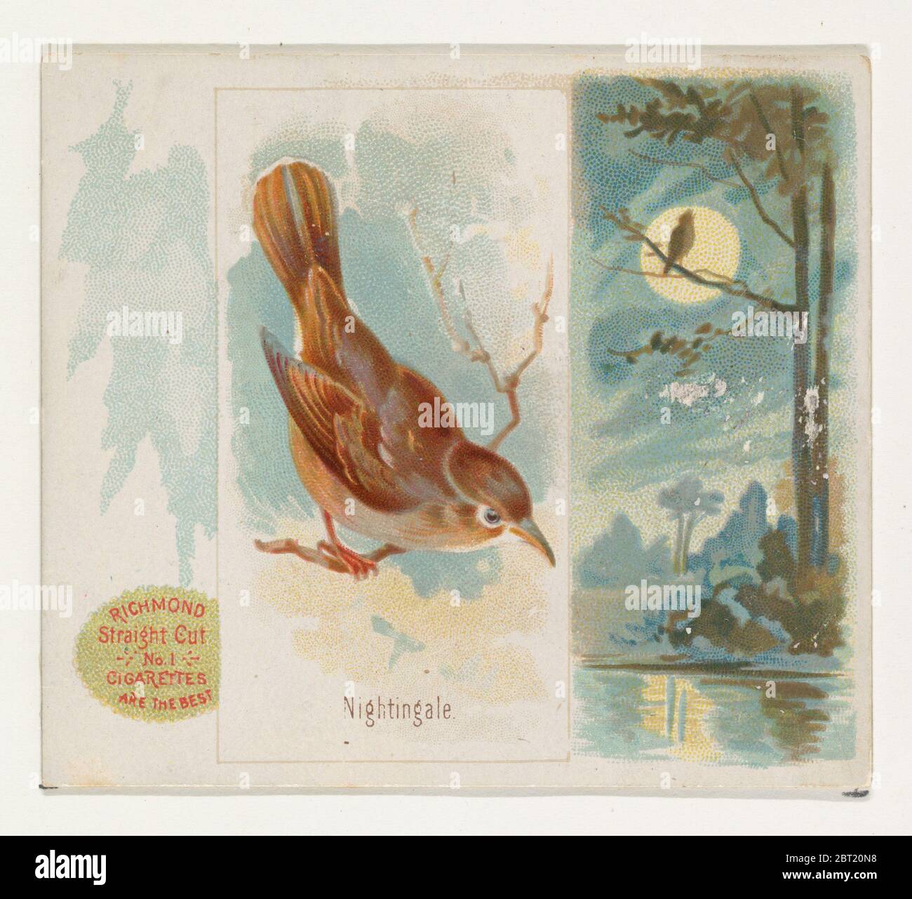 Nightingale brown hi-res stock photography and images - Alamy