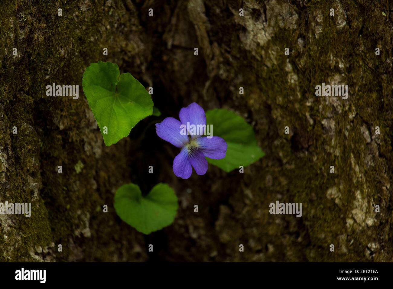 Flower growing out of tree Stock Photo - Alamy