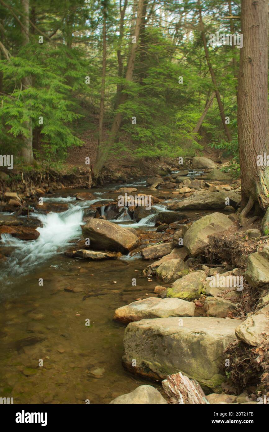 Running stream in forest Stock Photo - Alamy