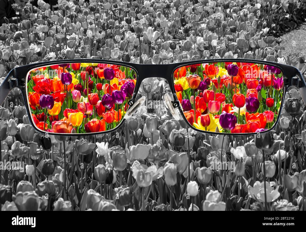 Through Glasses Frame Colorful View Of Colorful Tulips In Glasses And Monochrome Background