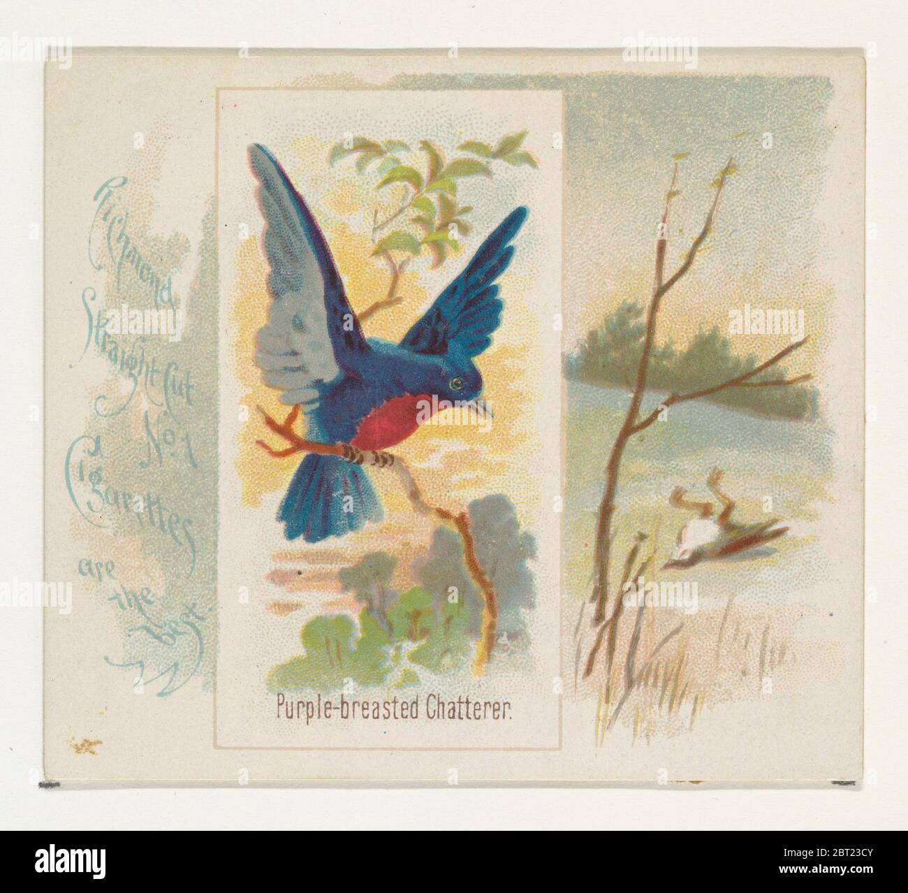 Purple-breasted Chatterer, from the Song Birds of the World series (N42 ...