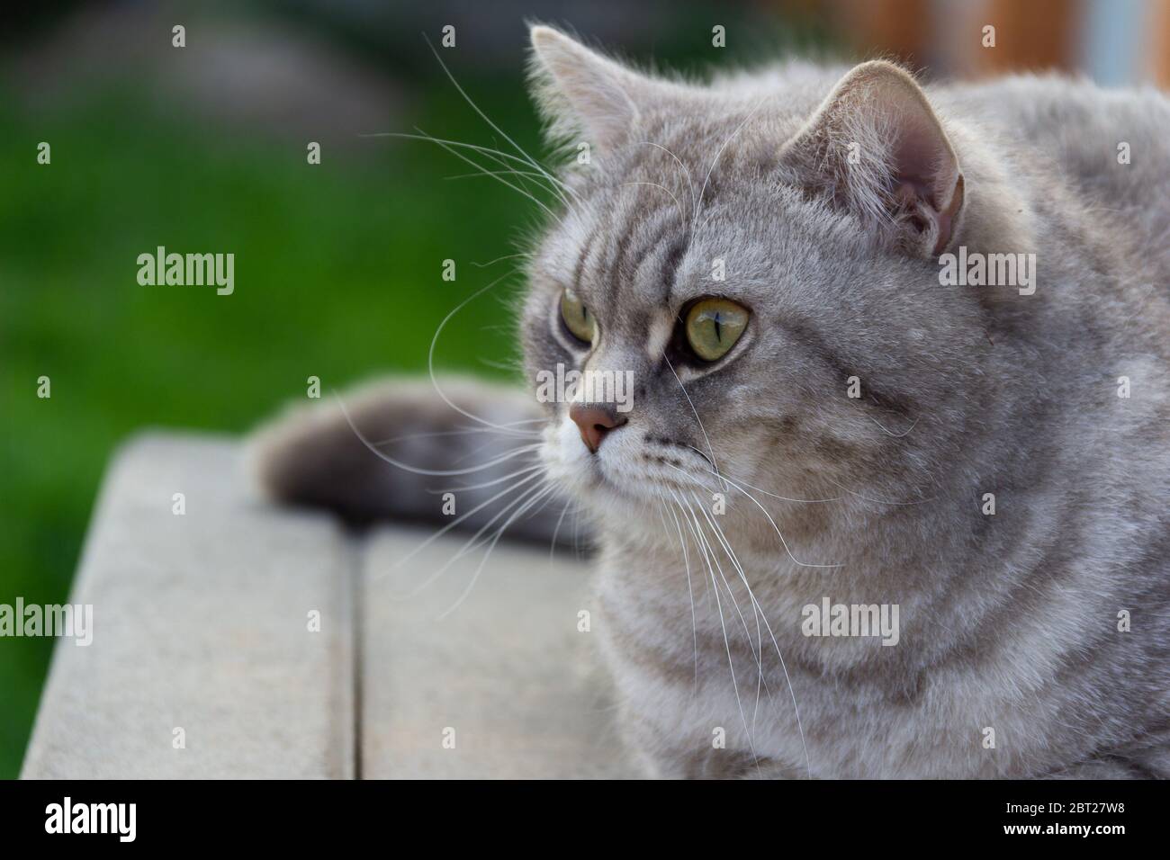 Scottish straight cat hi-res stock photography and images - Alamy