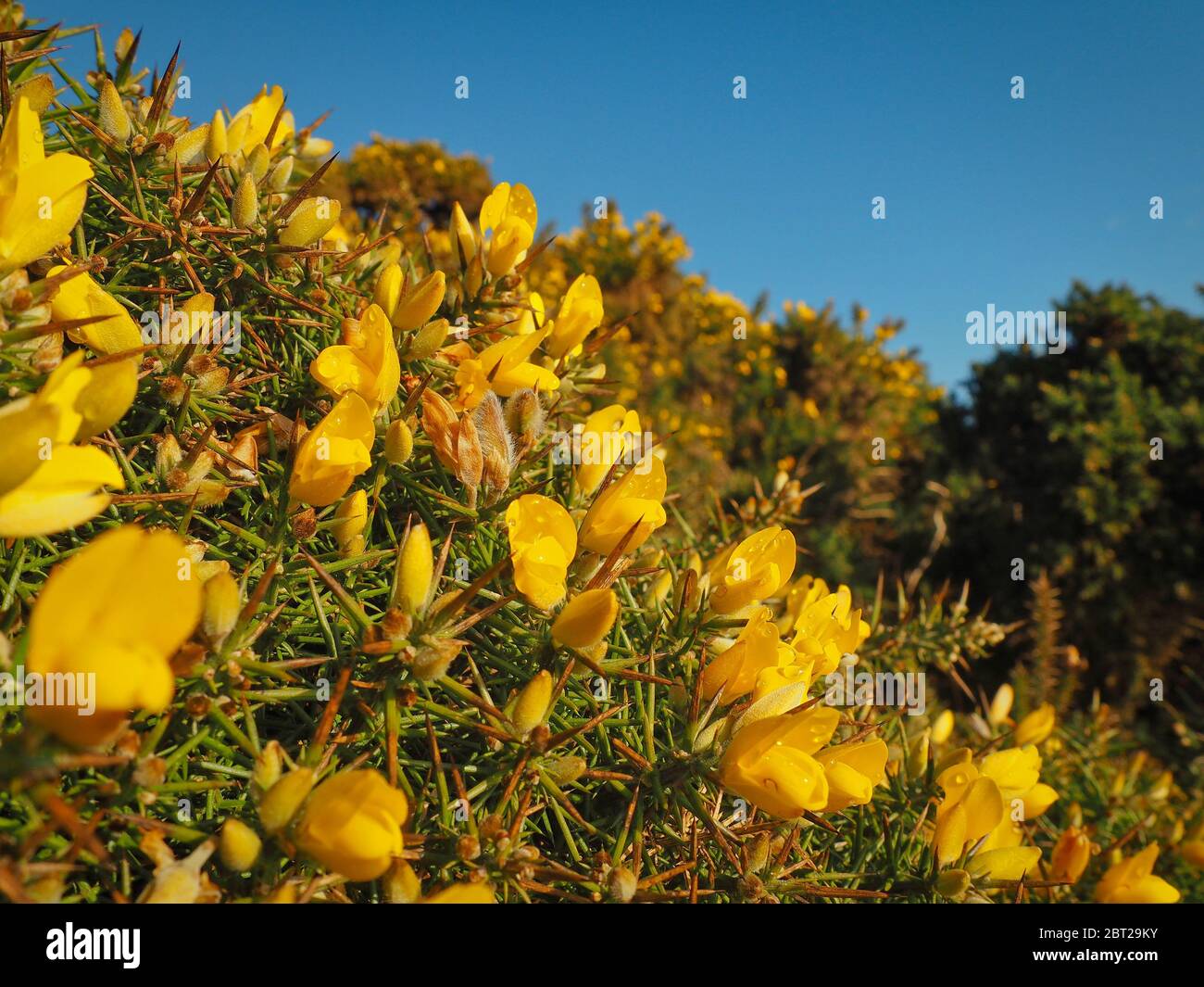 Gorse close up hi-res stock photography and images - Alamy