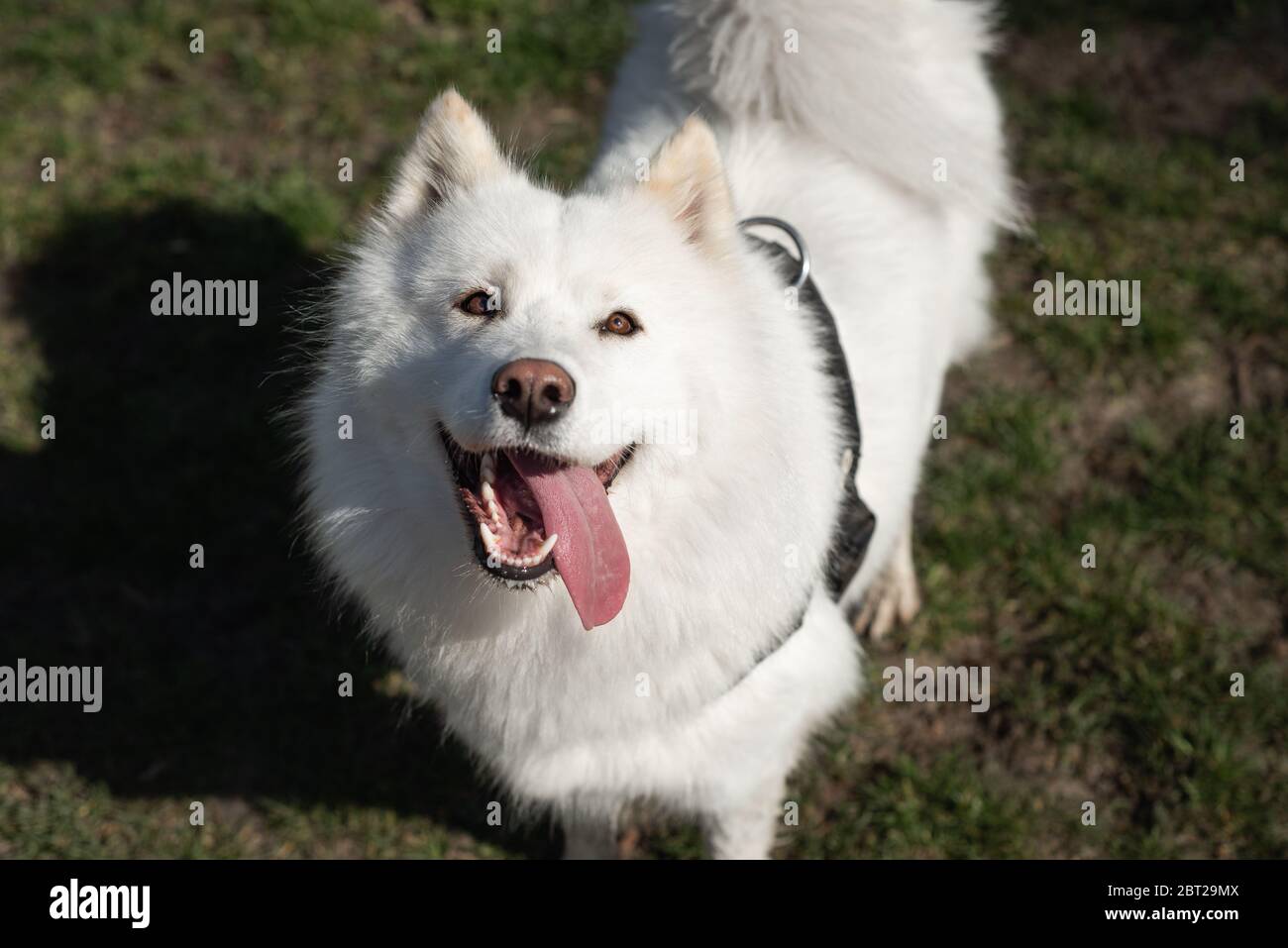 Samoyed looking up with mouth open and tongue to the side Stock Photo ...