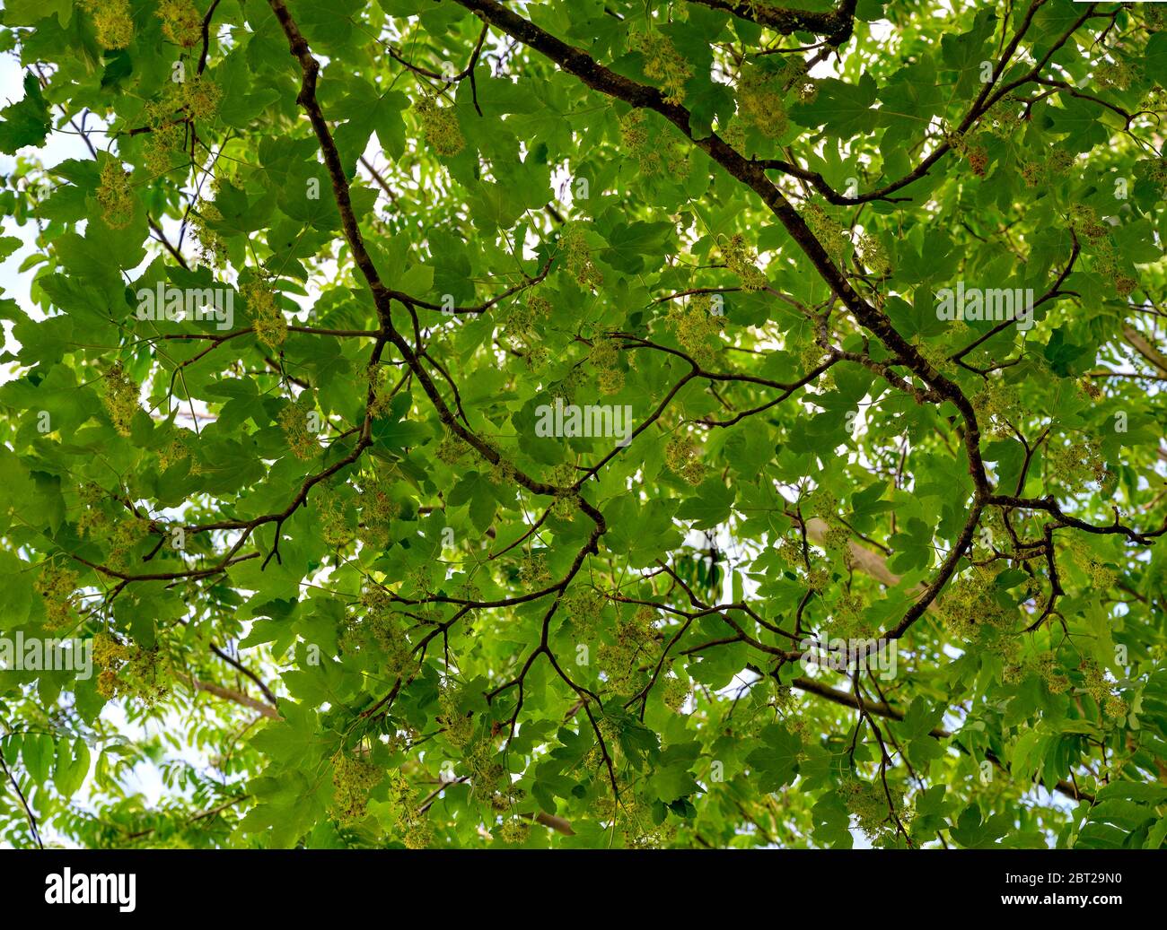 Flowers Of A Sycamore Tree at Gary Cathey blog