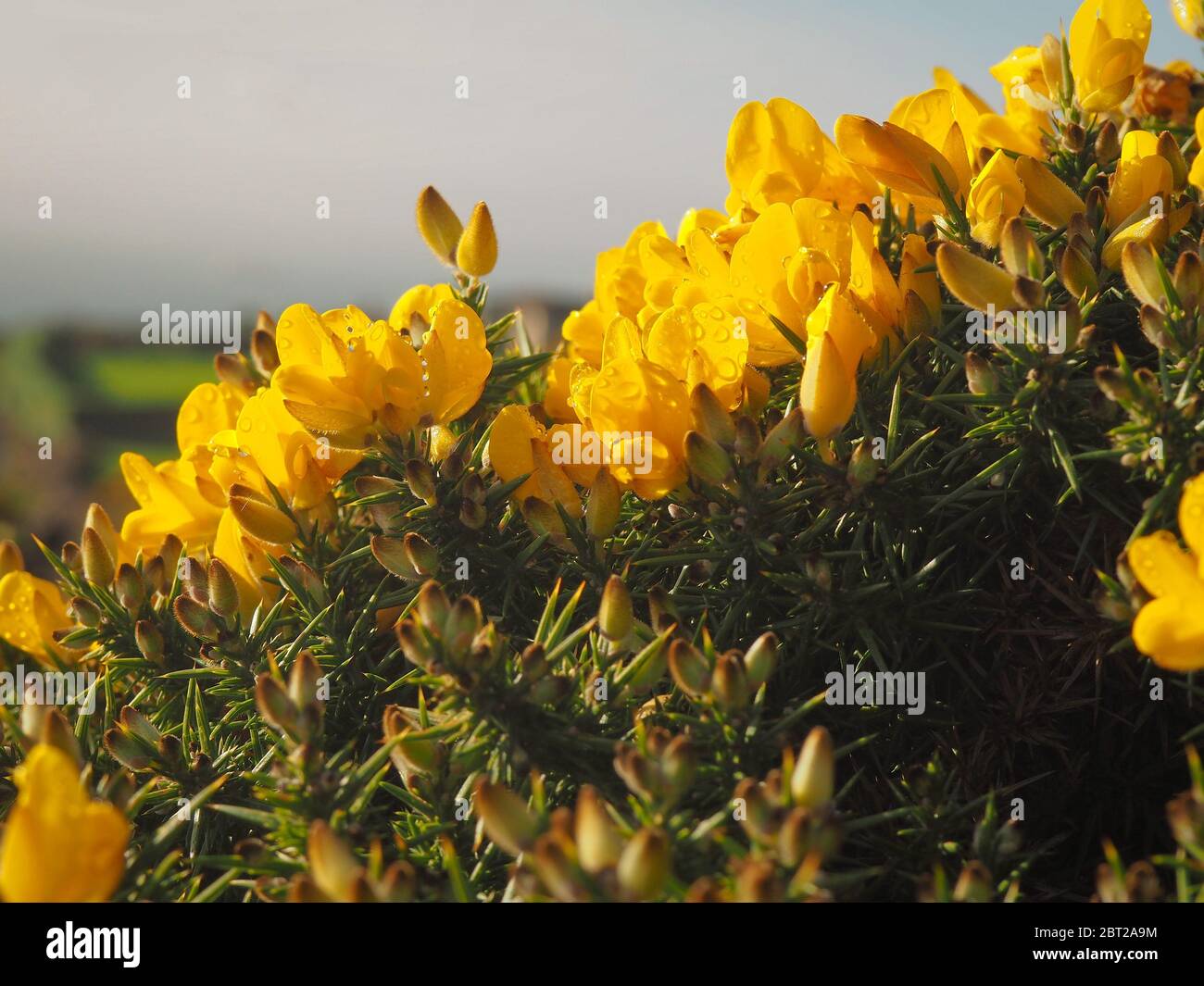 Yellow flowers common gorse bush hi-res stock photography and images ...