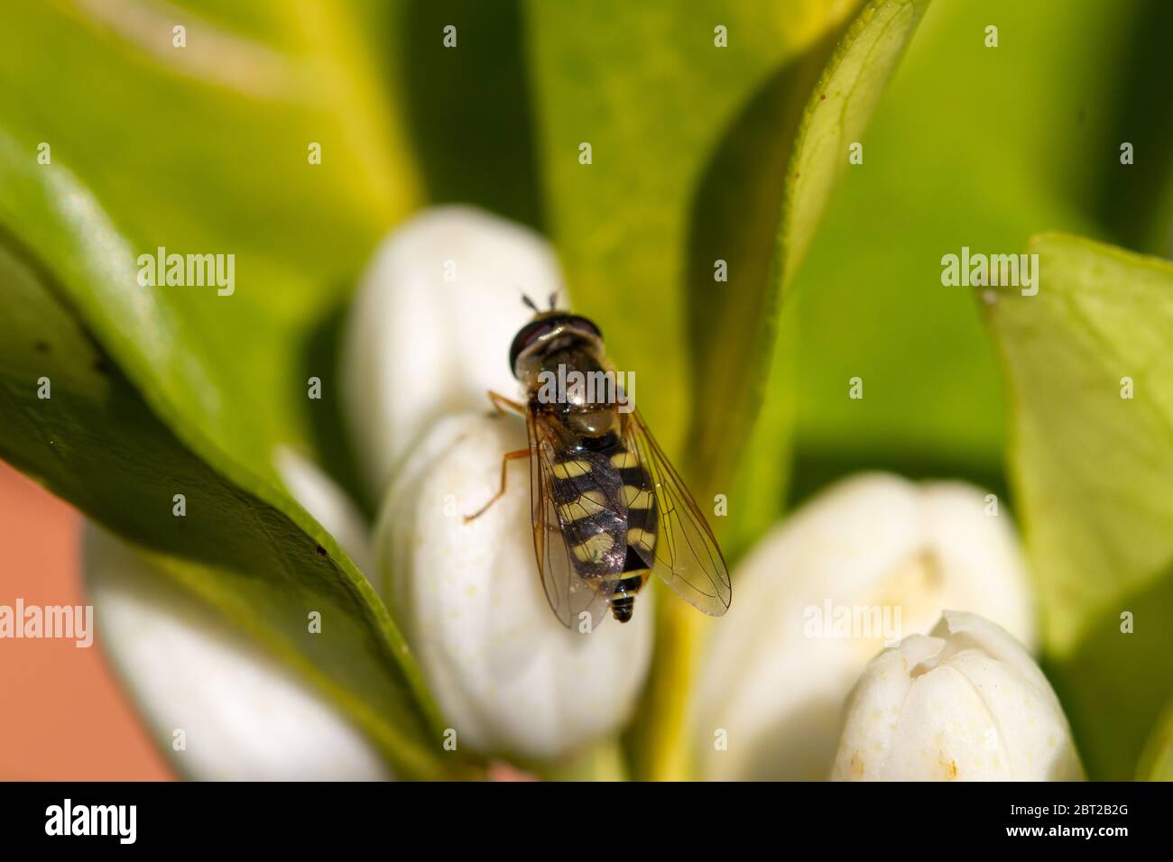 Orange blossom, the fragrant flowers of the Citrus sinensis (orange ...