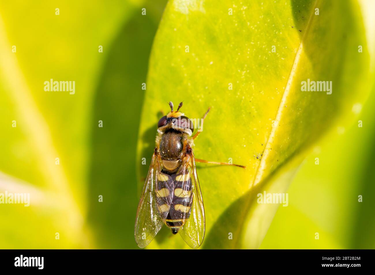 Orange blossom, the fragrant flowers of the Citrus sinensis (orange ...