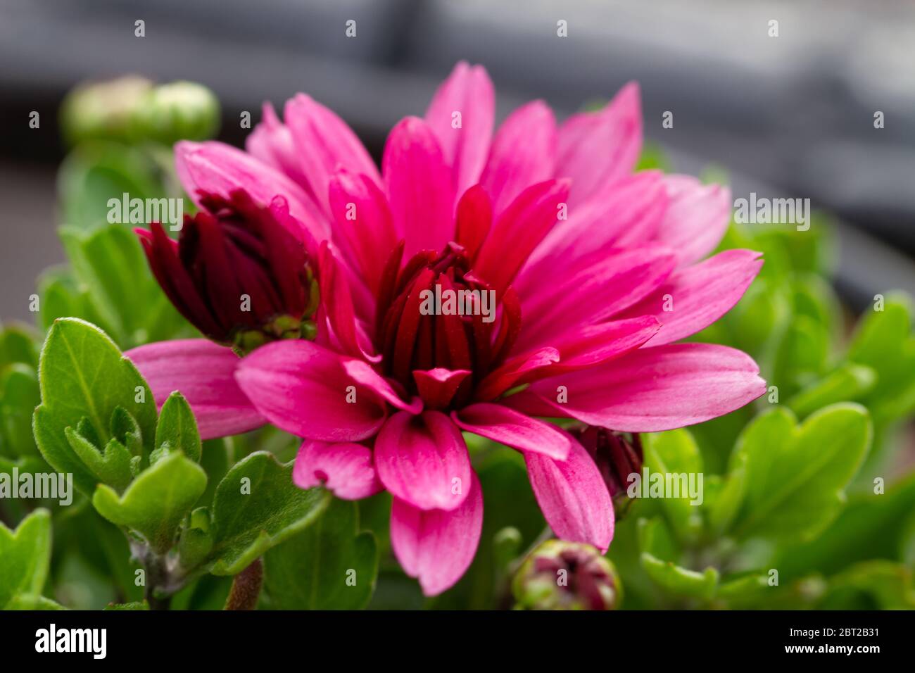 Red chrysanthemums flowering plants, also known as mums or chrysanths ...