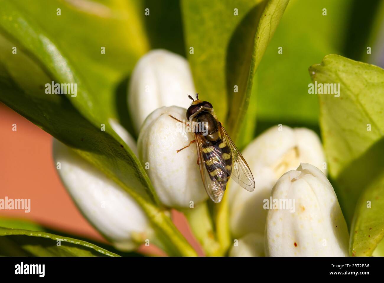 Orange blossom, the fragrant flowers of the Citrus sinensis (orange ...